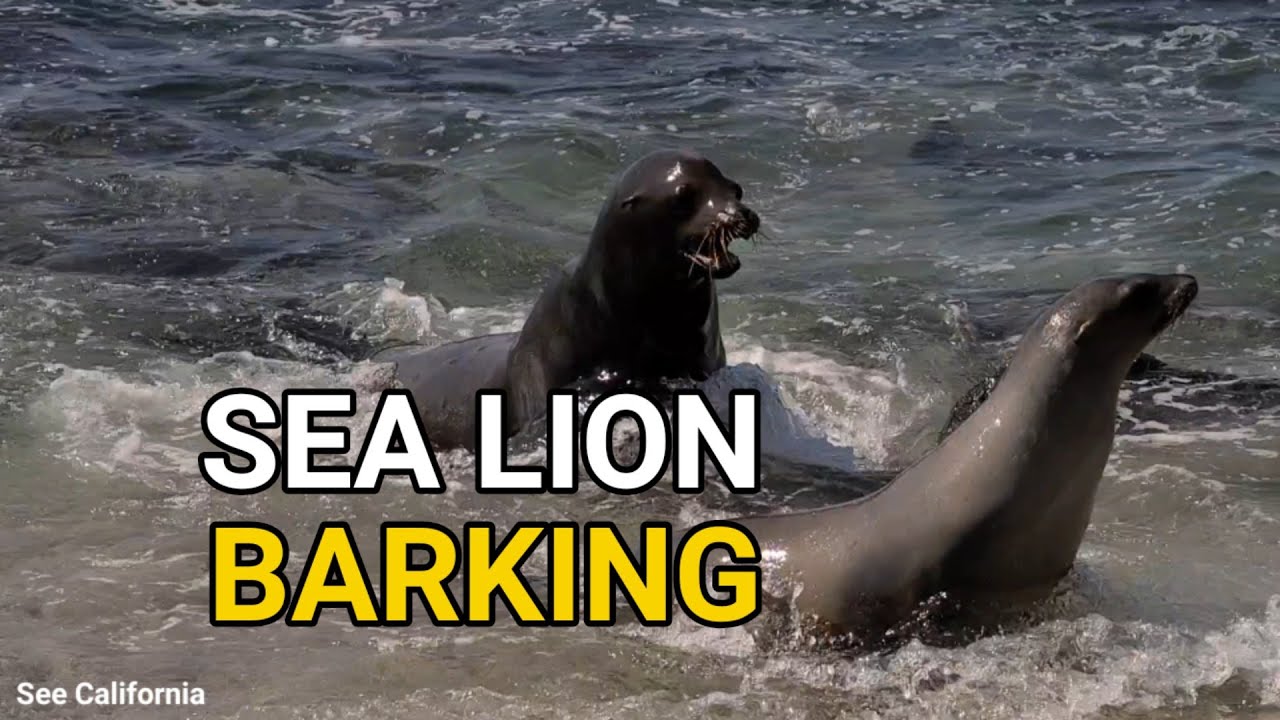 Sea Lion Barking, Swimming in Ocean Waves - Having Fun Together! - YouTube