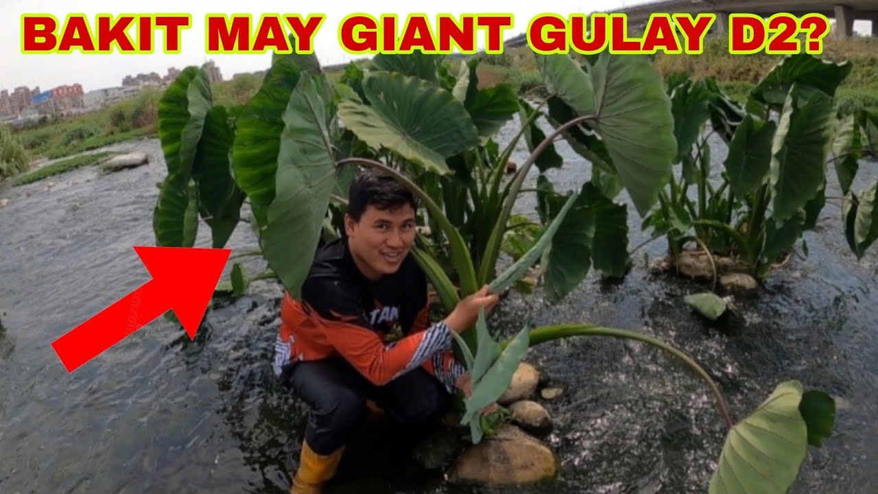 Aksidente NALUBOG SA TUBIG ♥️ WOW GIANT! MGA LIGAW NA GULAY AT KAMATIS ...