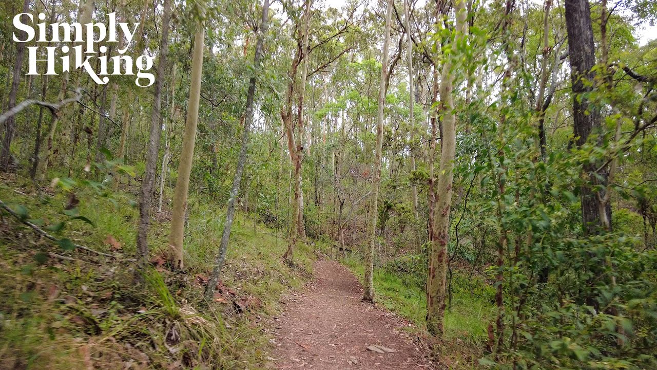 Discover Queensland's Beauty: Mount Coot-tha 4K Virtual Hike ...