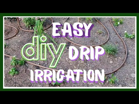 Easy DIY Drip Irrigation💦 || How To Install Drip|| Kreatyve Gardenista ...