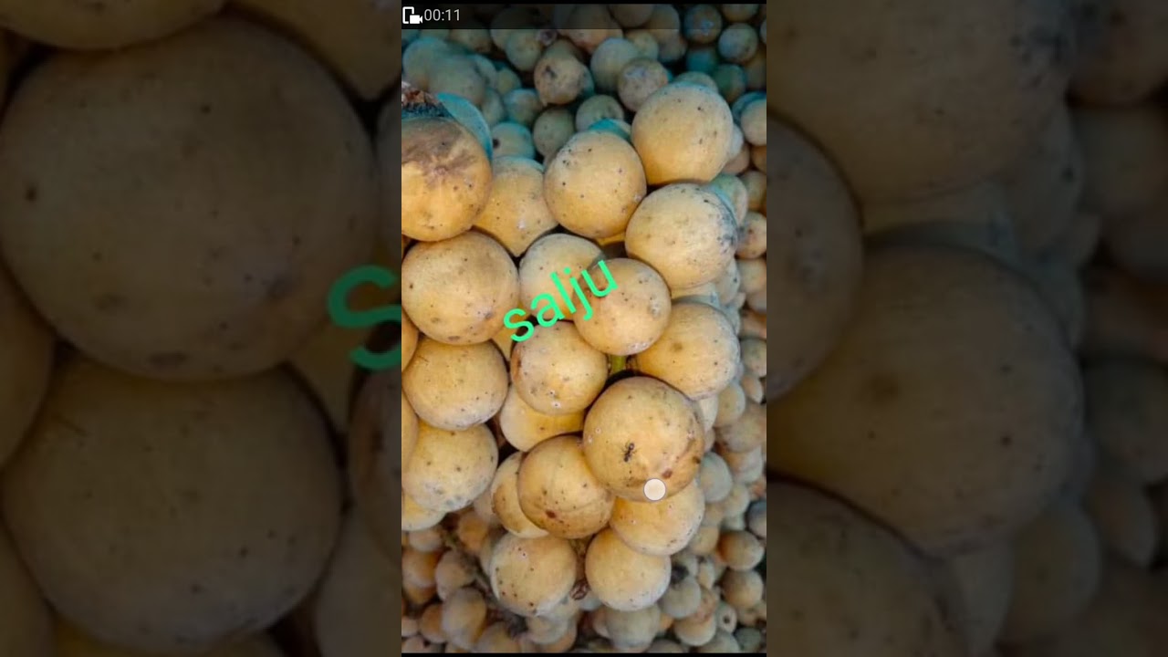 BUAH apaya? #langsep #langsat #tangan - YouTube
