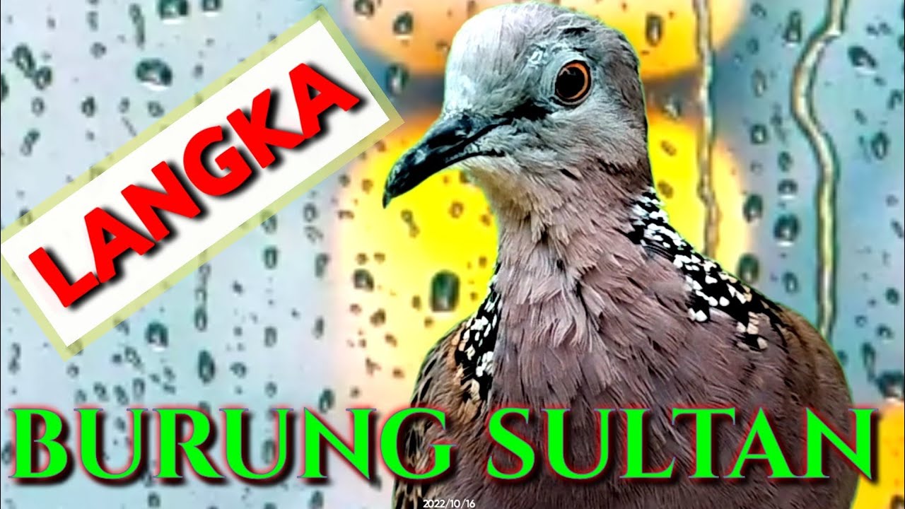 derkuku kuk 3 burung sultan burung langka yang melegenda - YouTube