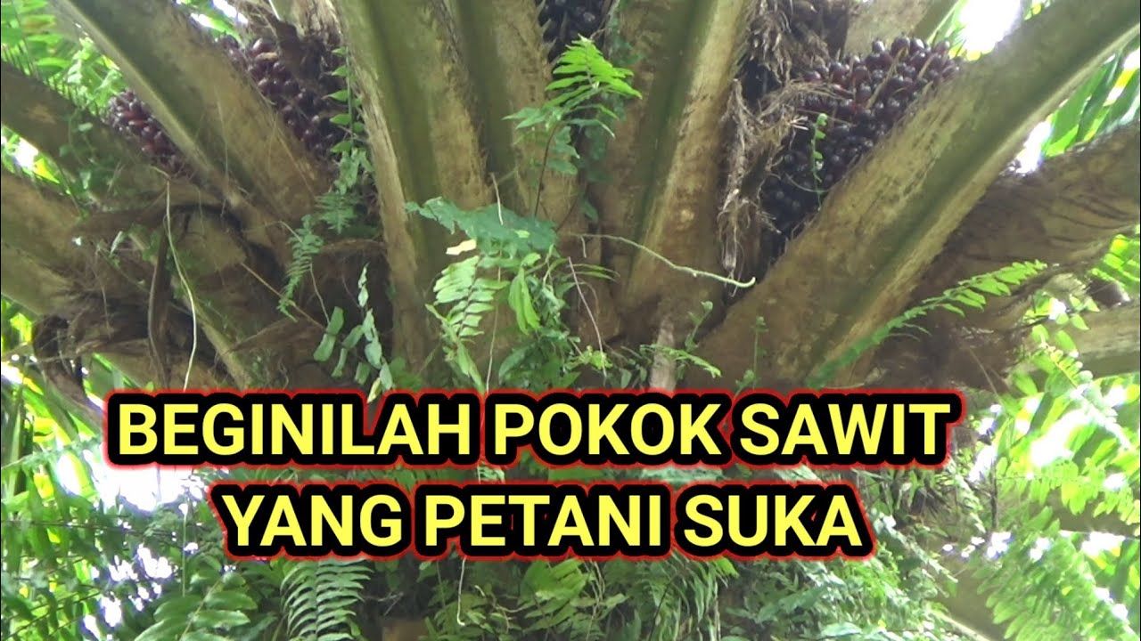 Beginilah pokok sawit yang petani suka !! Panen sawit pokok tinggi ...