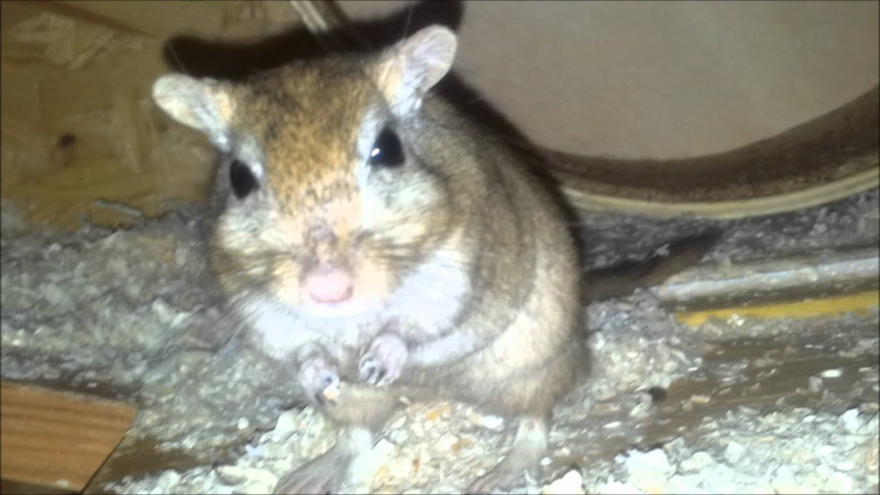 Dramatic Mouse - YouTube