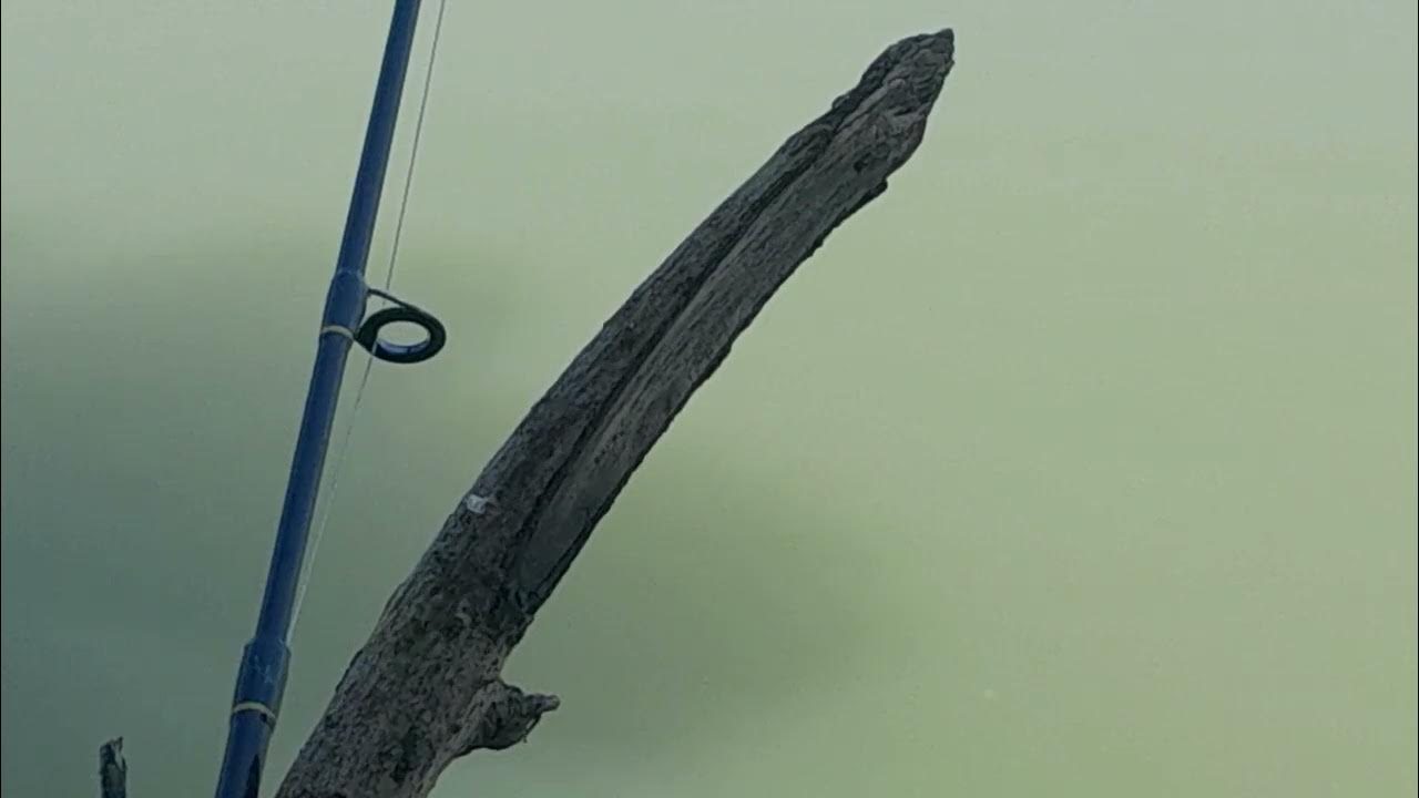 Mencoba mancing di kolam pemancingan - YouTube