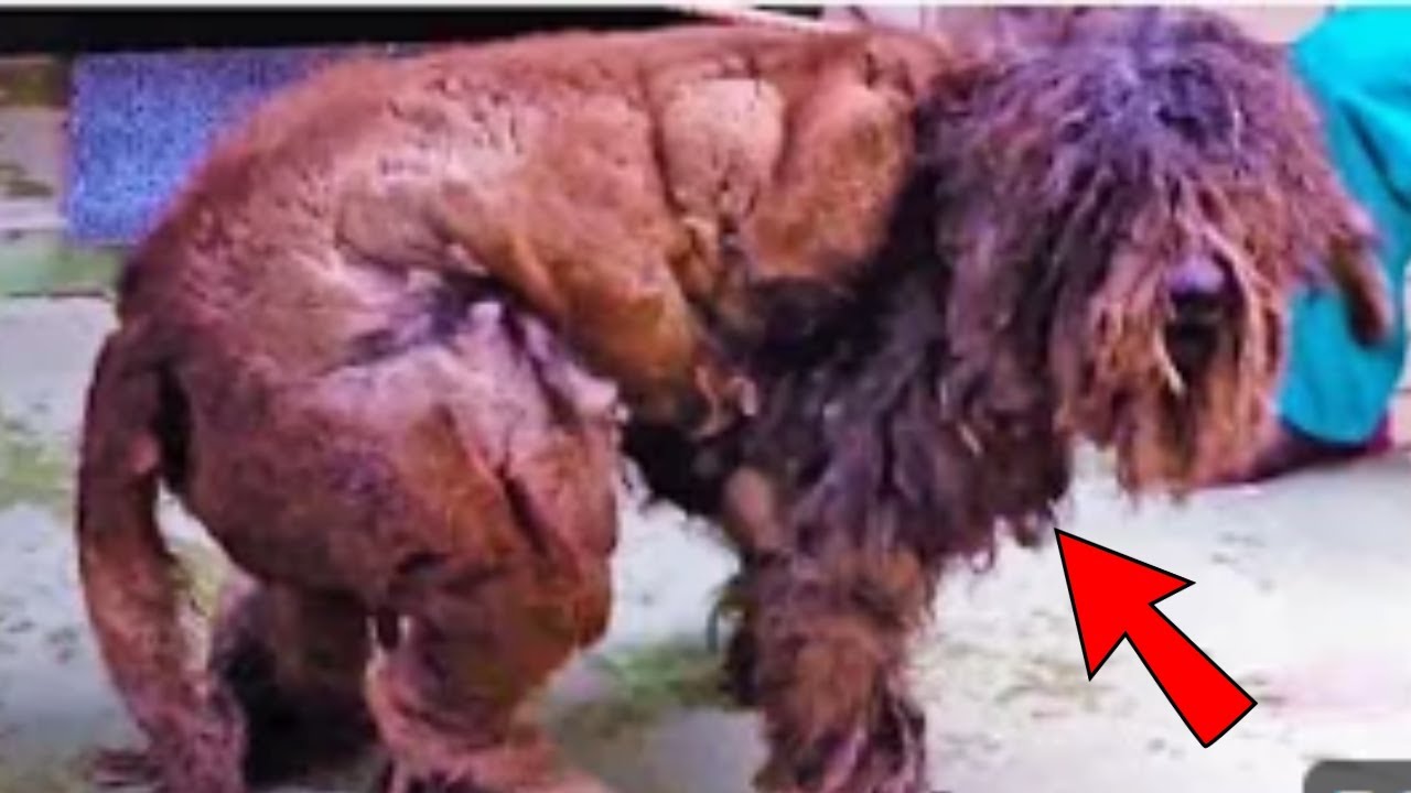 When Rescuers First Encountered This Creature, They Were Stunned and ...