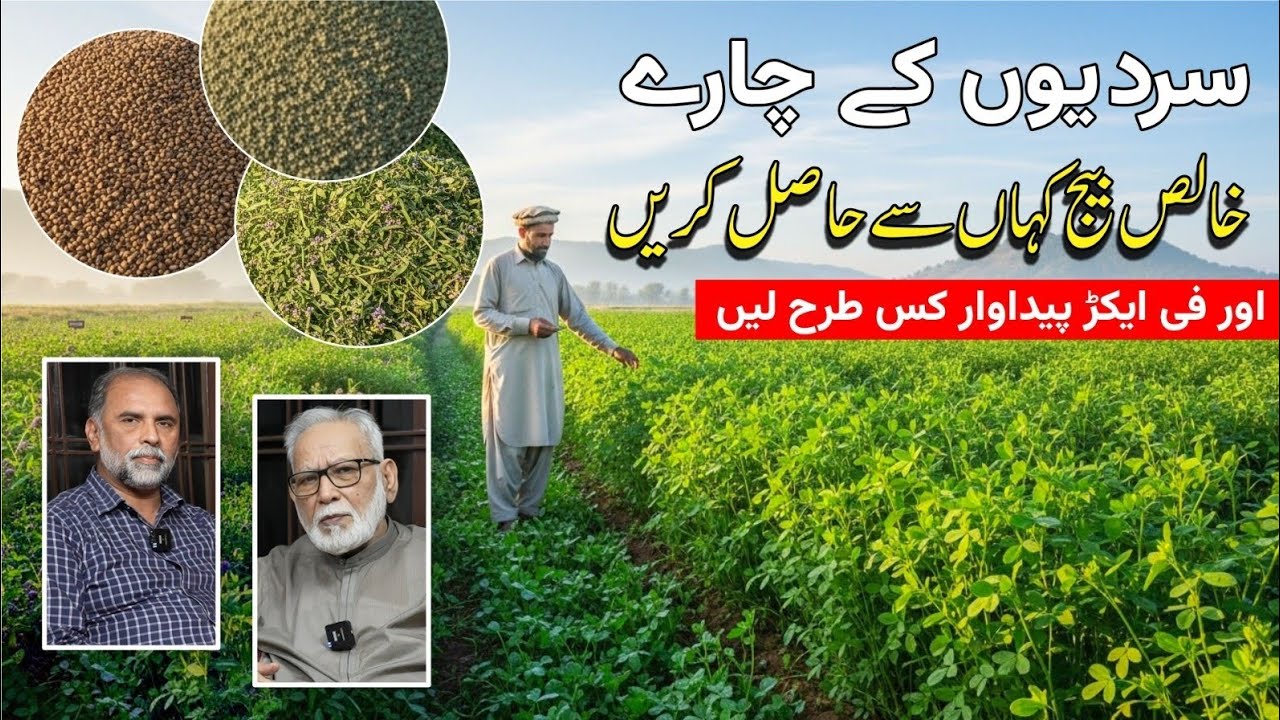 Inter cropping in Winter fodder crops - YouTube