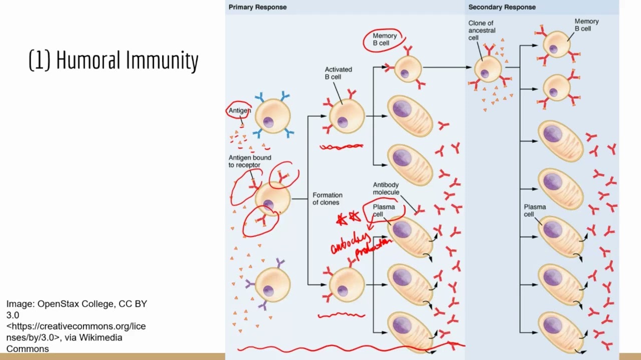 TEAS Science Review: Immune System Part 2. Adaptive defenses [higher ...