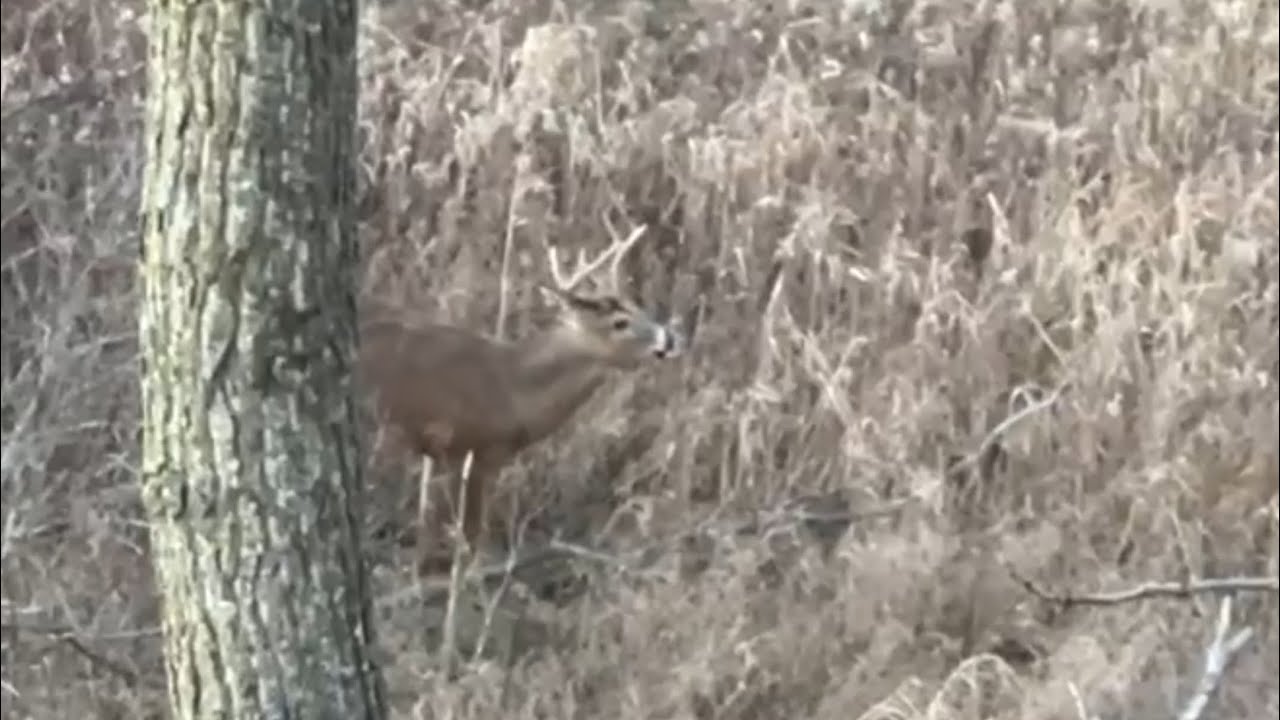 Awesome whitetail kill shot - YouTube