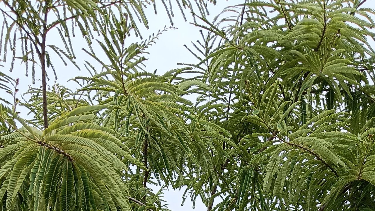 Aavla Ka Paudha Kaise Lagaen // Video Ko Pura Dekhen #aavla - YouTube