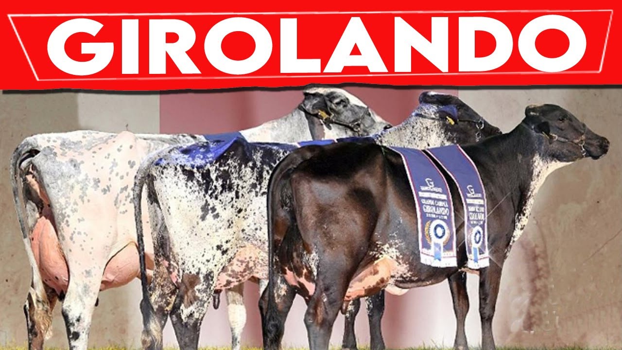 ⭕ GIROLANDO CATTLE History Milking Cows In The World || GIROLANDO - YouTube