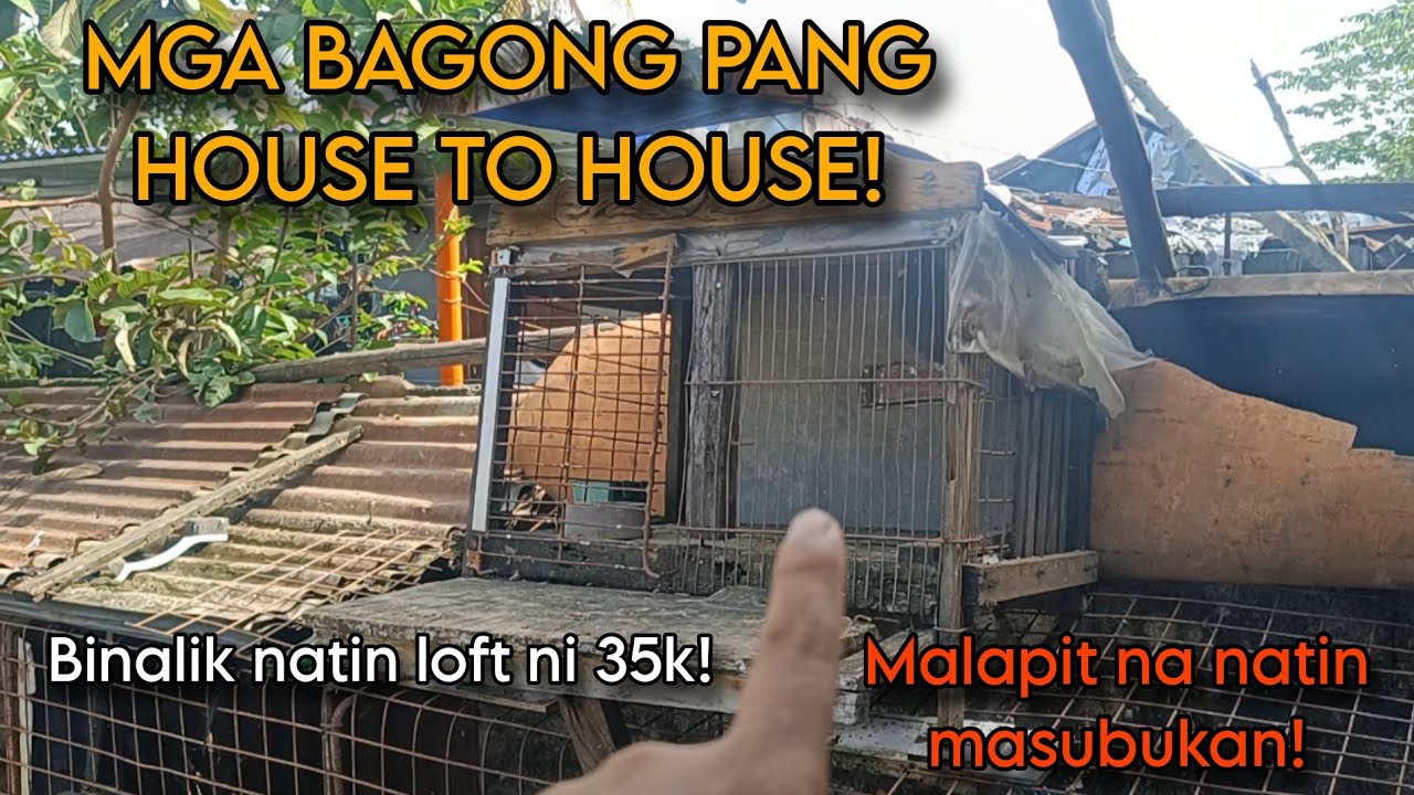 LOFT NI 35K, MUKANG MAY BAGONG MAGALING NA TITIRA! | KARERA NG KALAPATI ...