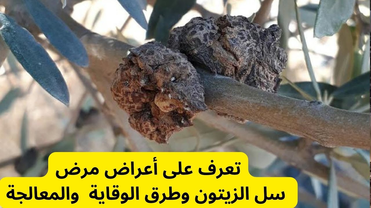 أشهر الامراض التي تصيب أشجار الزيتون وأحسن طرق الوقاية والعلاج في حالة ...