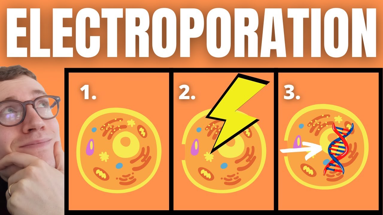 Understand Electroporation In Under 3 Minutes - YouTube