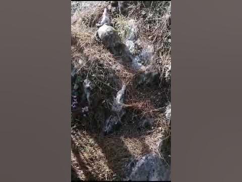 Черепаха лезет на гору! - YouTube