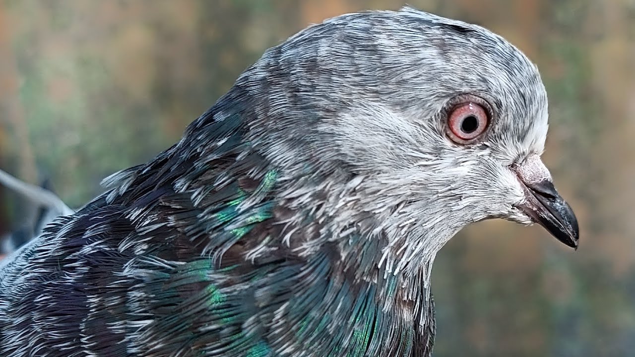Fon Number Laga Sharmila Kabootar Pakra | Pigeons Biz | #piegeon # ...