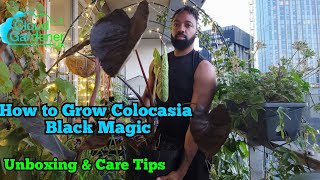 How To Grow Colocasia Black Magic. Unboxing and Colocasia Care Tips