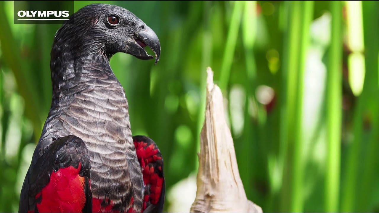 Handheld 4K with the Olympus OM-D E-M1 Mark II: Bali Birds - YouTube