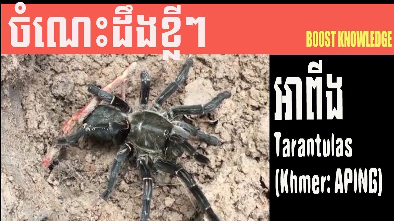 អាពីង Fried spider, Tarantulas Cambodia, Boost Knowledge - YouTube