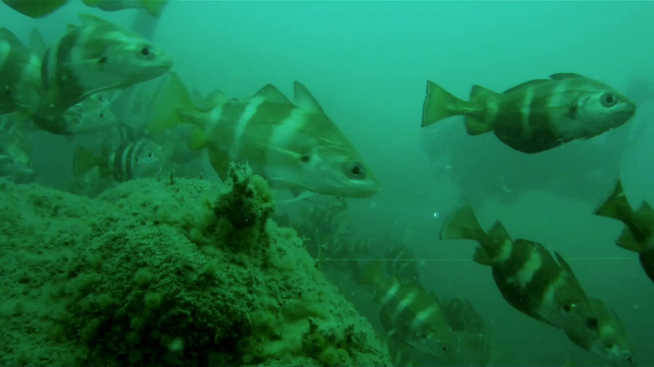 Noordzee duiken Startduiken.nl - YouTube