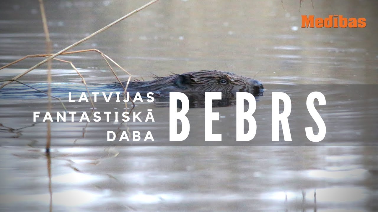 Latvijas fantastiskā daba: BEBRS/BEAVER - YouTube