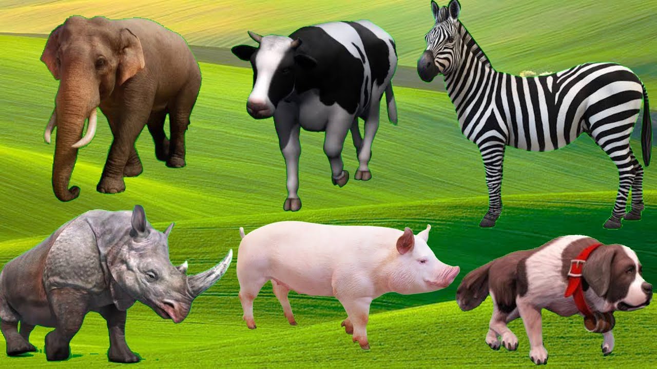 Suara hewan yang unik: Gajah, Sapi, Zebra, Badak, Babi, Anjing - Vidio ...