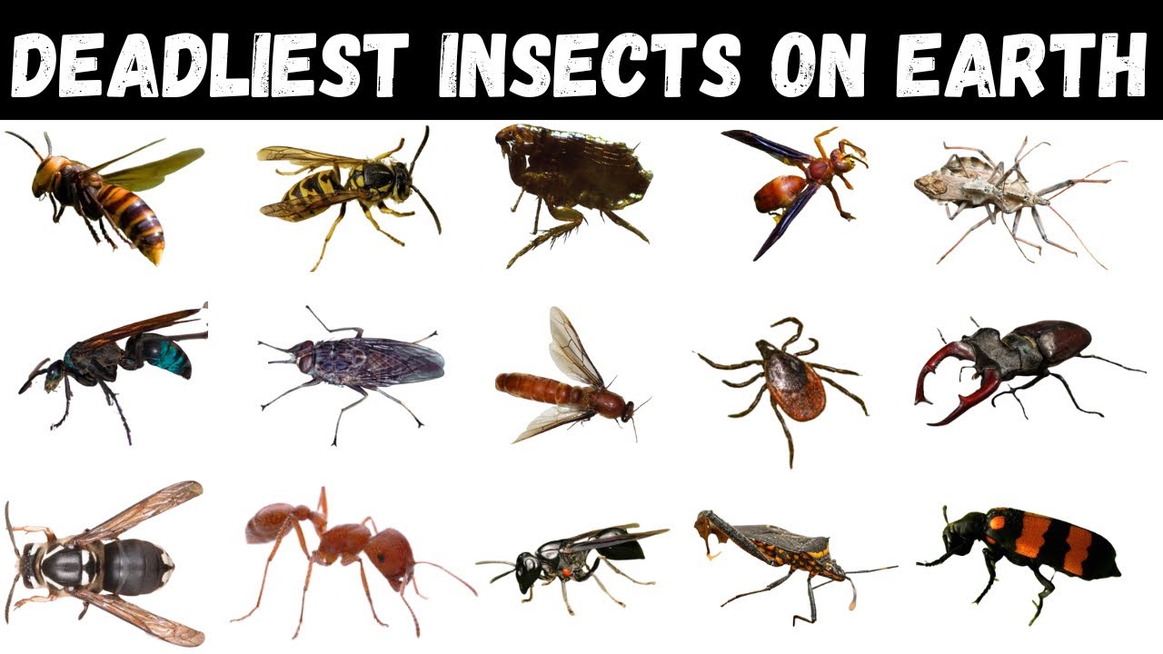 World Deadliest Insects | Deadliest Insects For Kids | Insects ...