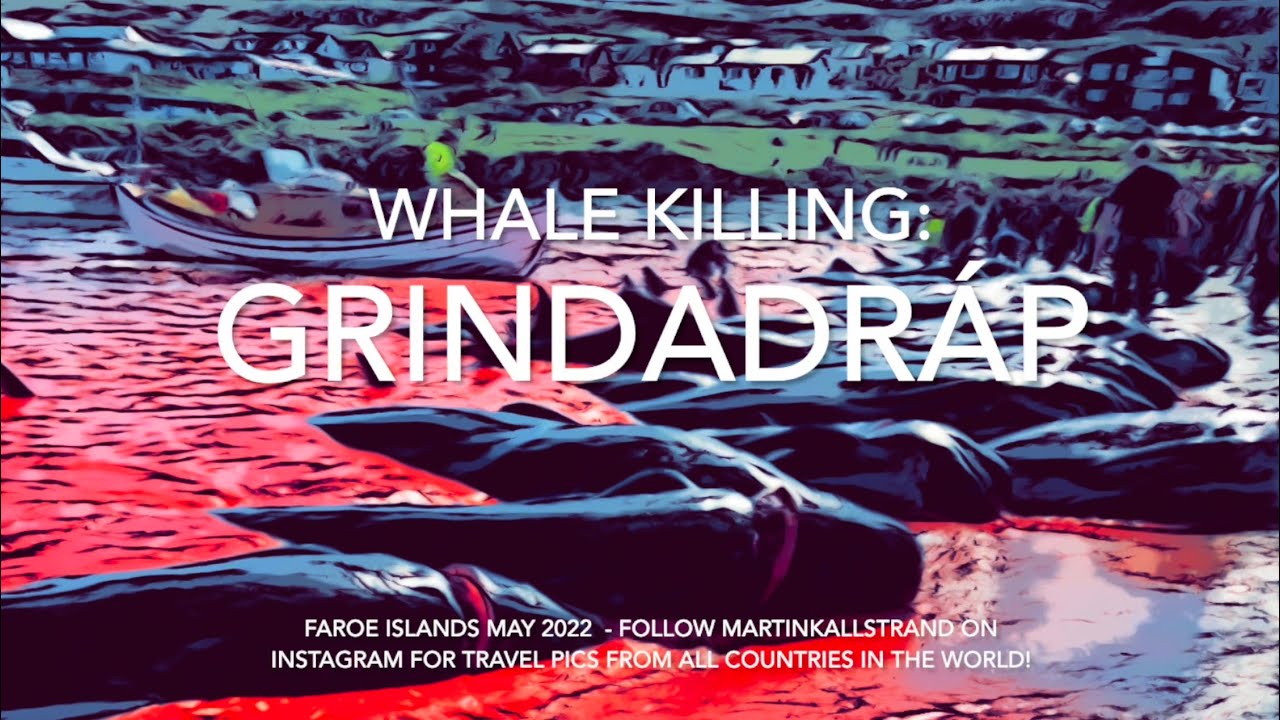 Whale hunting in the Faroe Islands (Grindadrap - The Grind) 7th of May ...