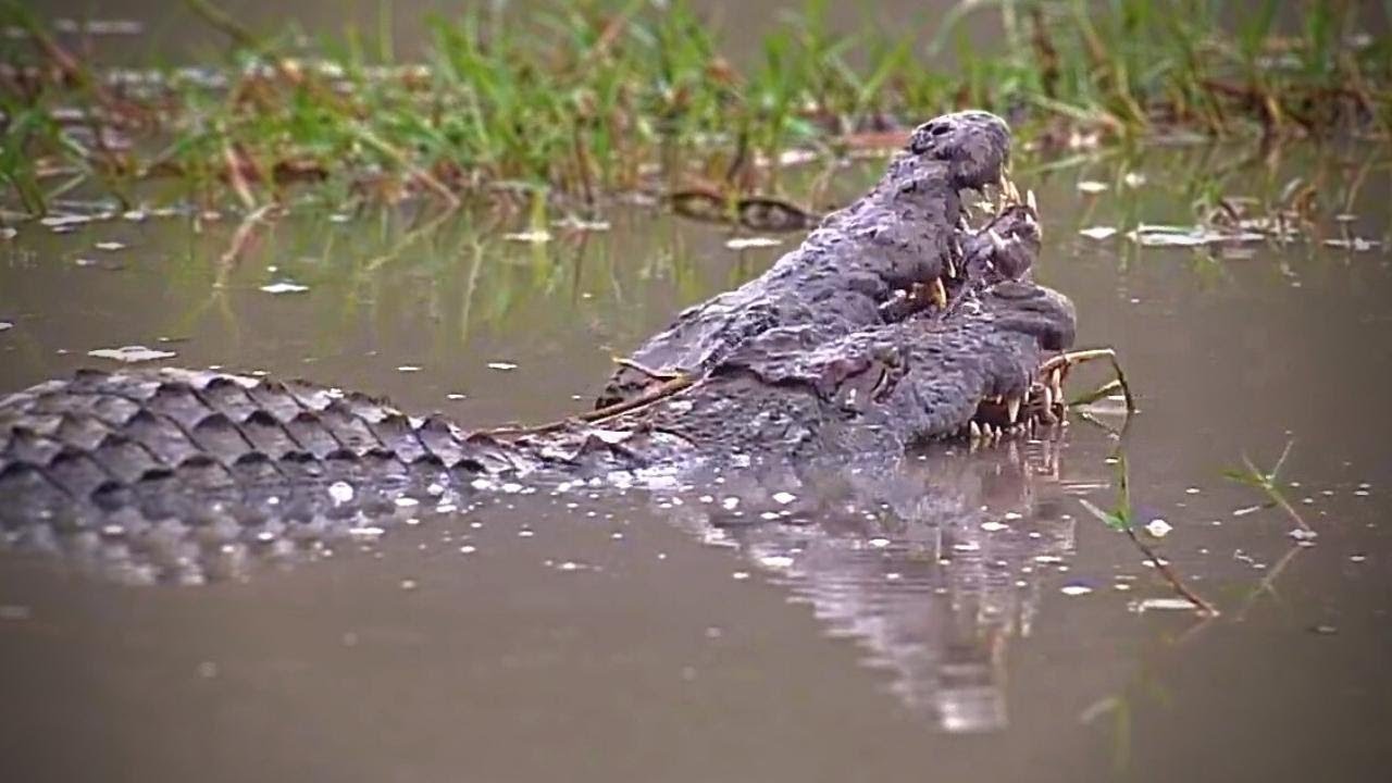 Crocodiles Mating - YouTube