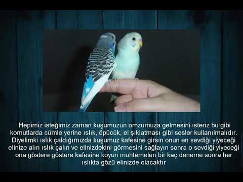 MUHABBET KUŞLARINA KOMUT NASIL ÖĞRETİLİR