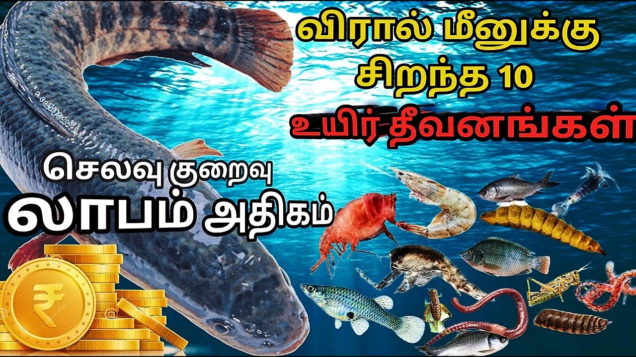 விரால் மீனுக்கு சிறந்த 10 உயர் தீவனங்கள் | zero cost live feed | viral ...