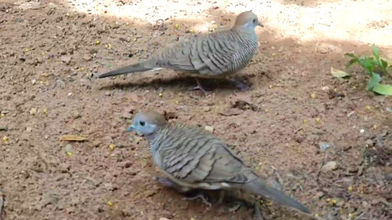 Capturing two little cute wild doves at garden @trfishingtech - YouTube