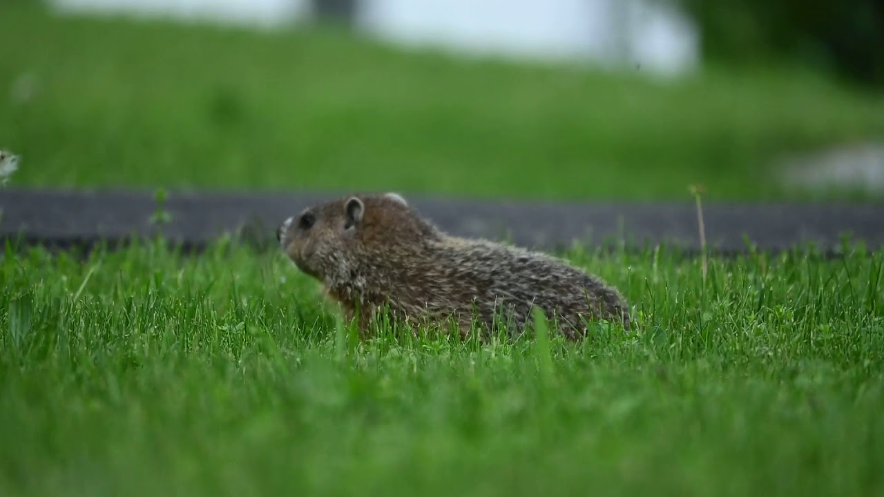 Baby groundhog Nikon Z50 - YouTube