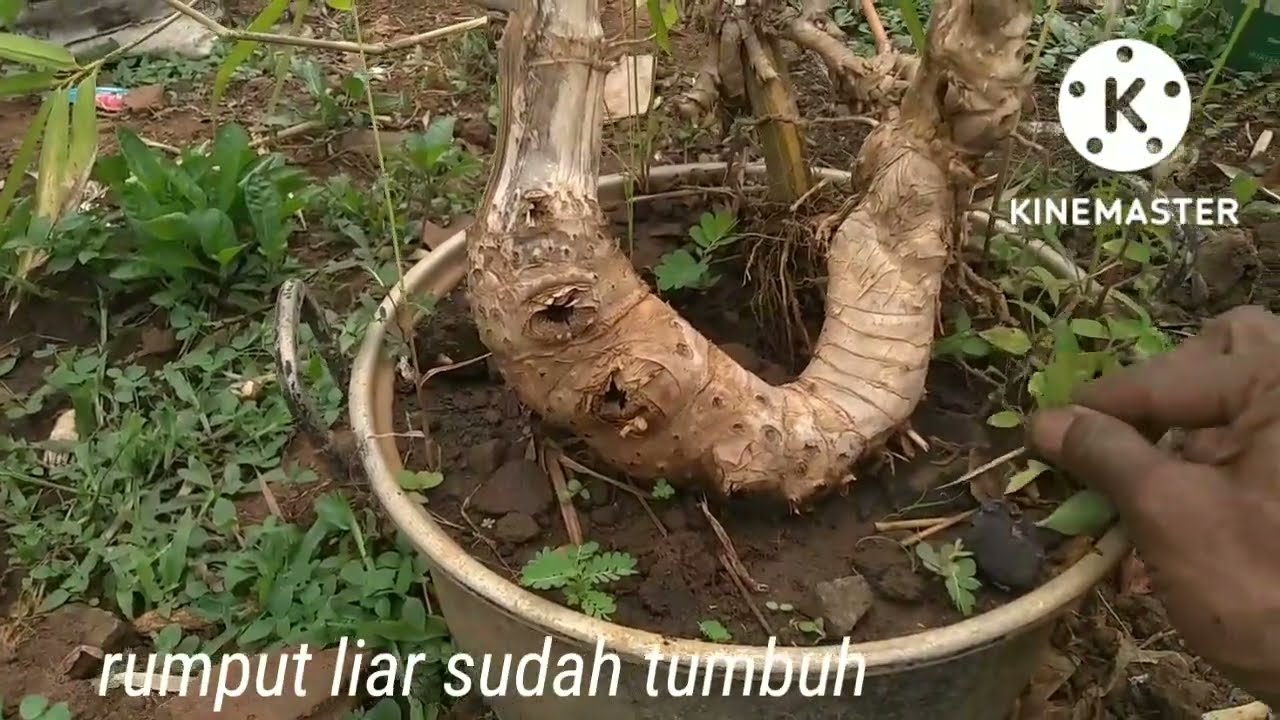 BONSAI BAMBU KUNING MENGERING - YouTube