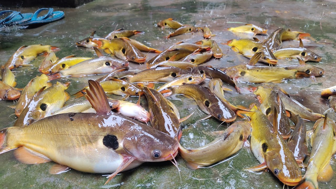 മല വെള്ളത്തിൽ മഞ്ഞ കൂരി ചാകര | Indian Yellow Cat Fish - YouTube