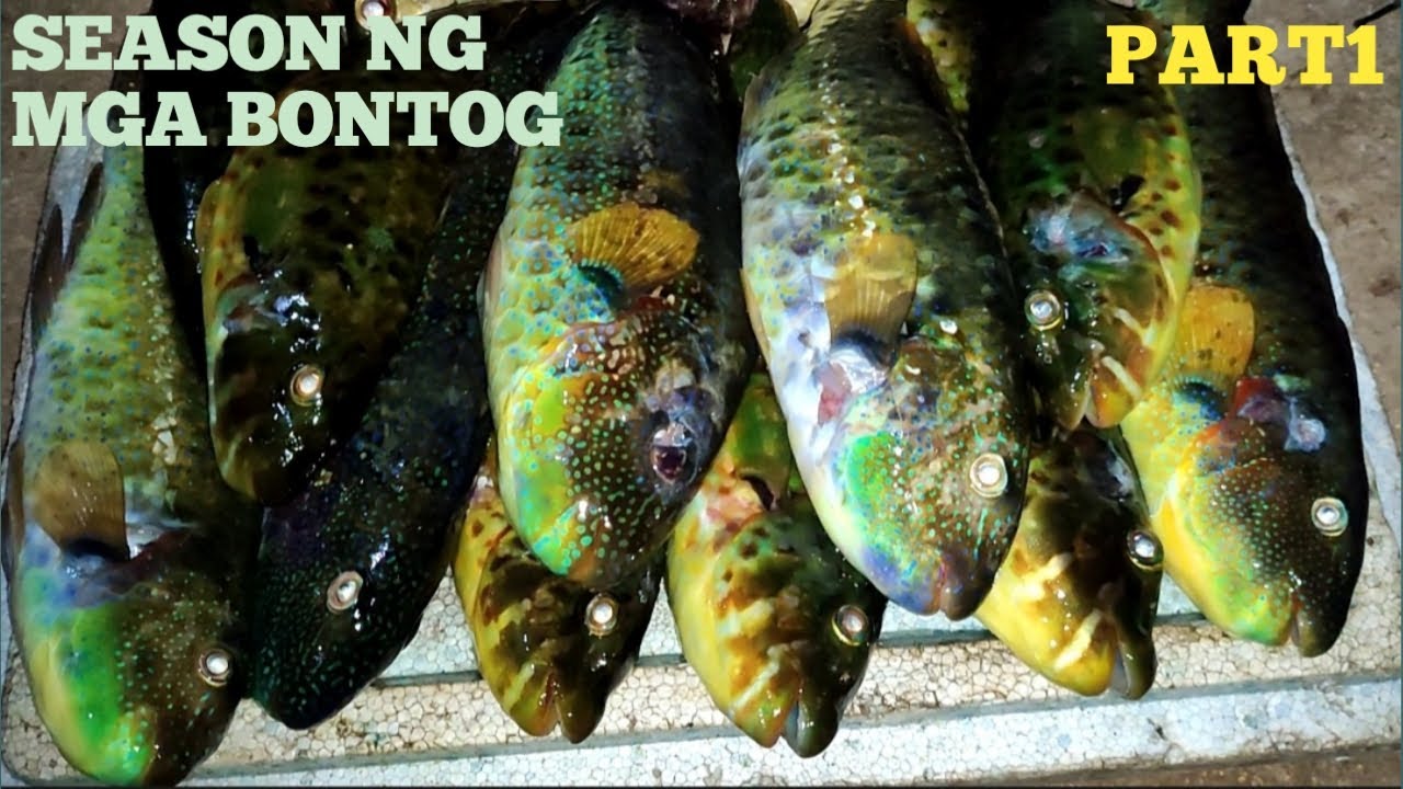 EP:111 SEASON NG MGA BONTOG | ANG LALAKI PA | patalasan talaga ng mata ...