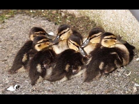 Six Baby Ducks Cuddling in Sunlight - YouTube