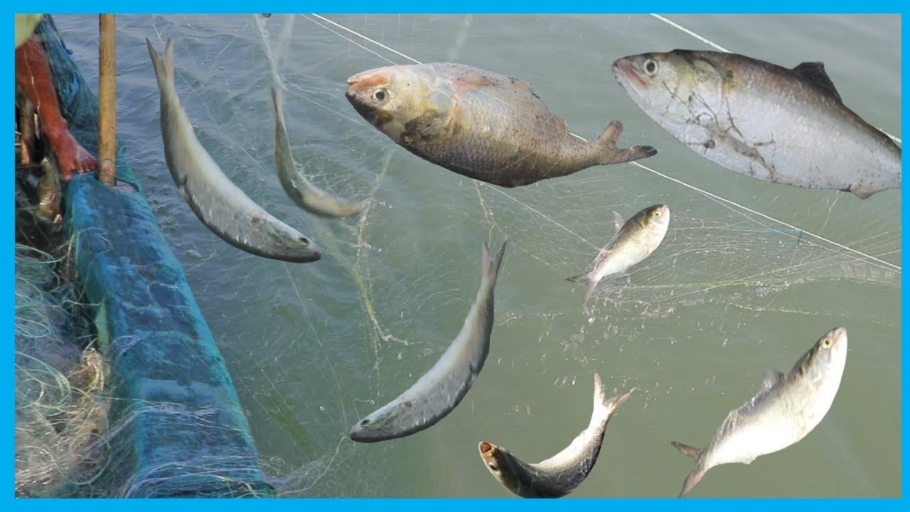 Fishing in the Spring Season for Live Hilsa (ilish) Fish | Fish Corn ...