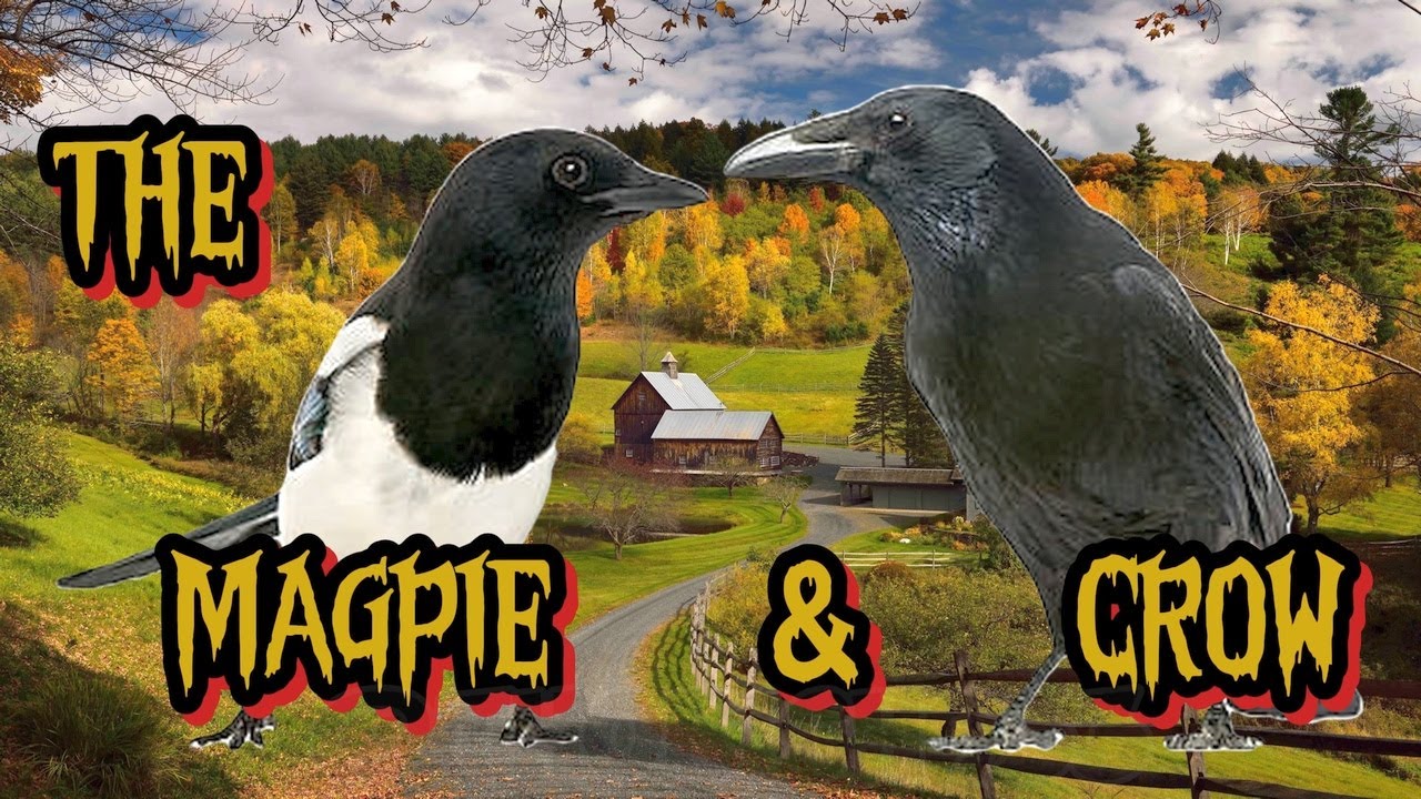 Magpies and Crows - YouTube