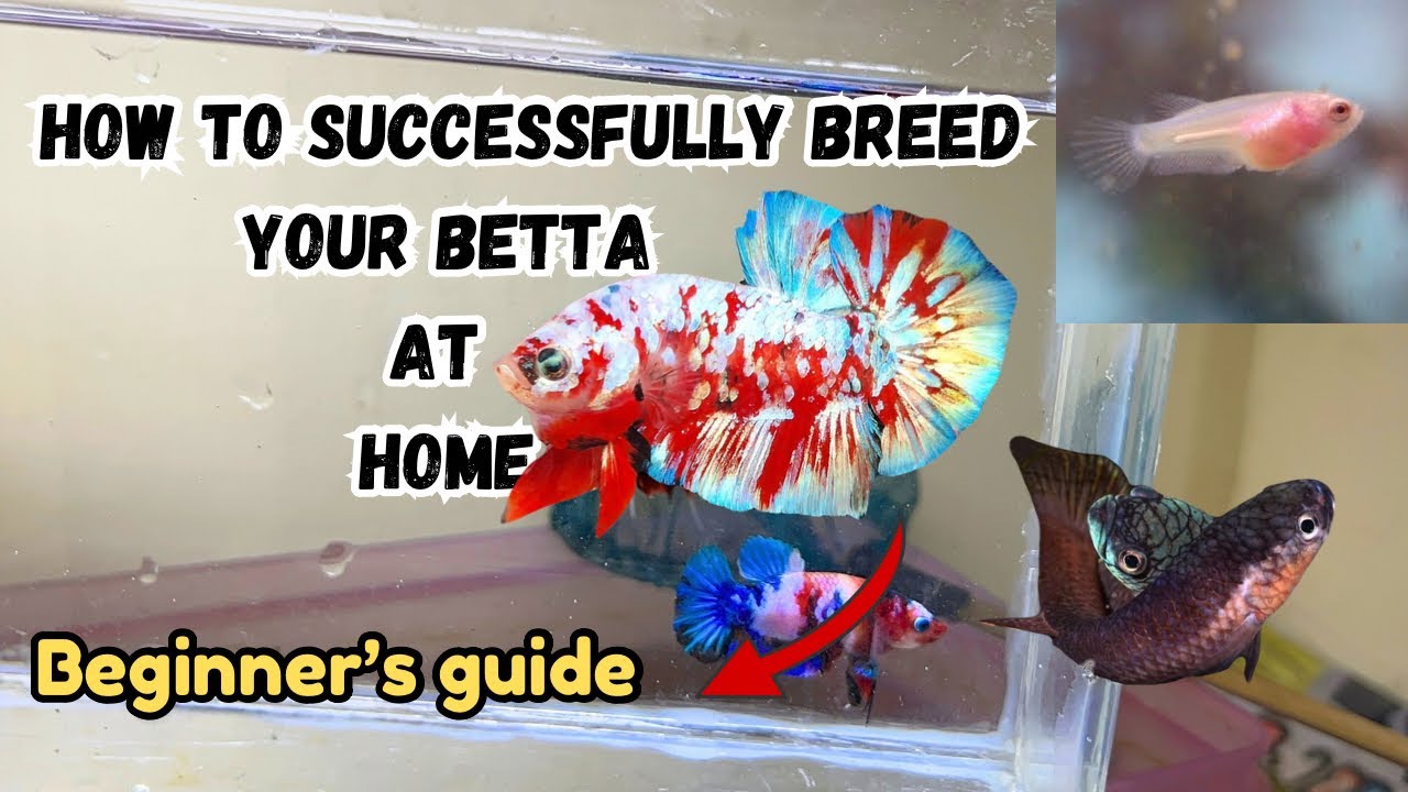 Betta fish breeding step by step / How to breed betta fish at Home # ...