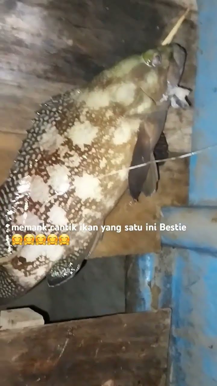 Strike kerapu batik Spot SIJILE👍🏻👍🏻👍🏻 - YouTube