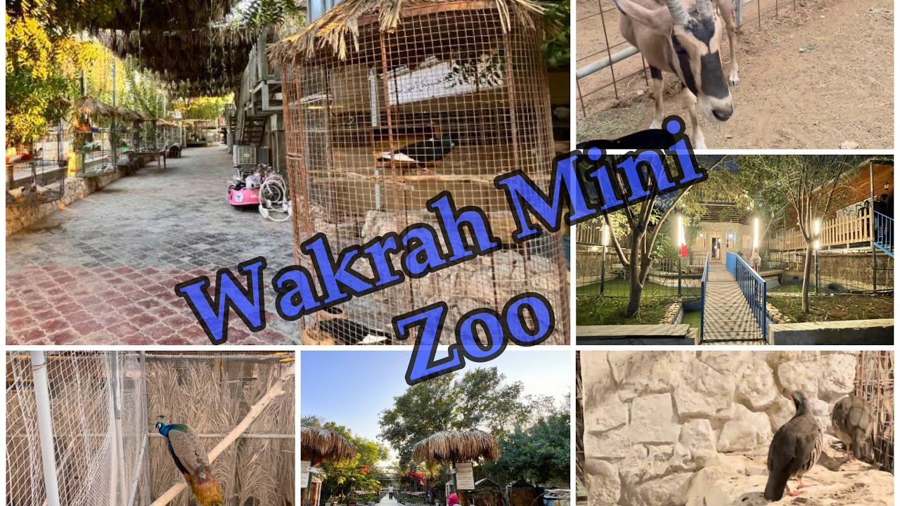 Wakrah Mini zoo | privet farm house in #Qatar 🇶🇦#zoo - YouTube