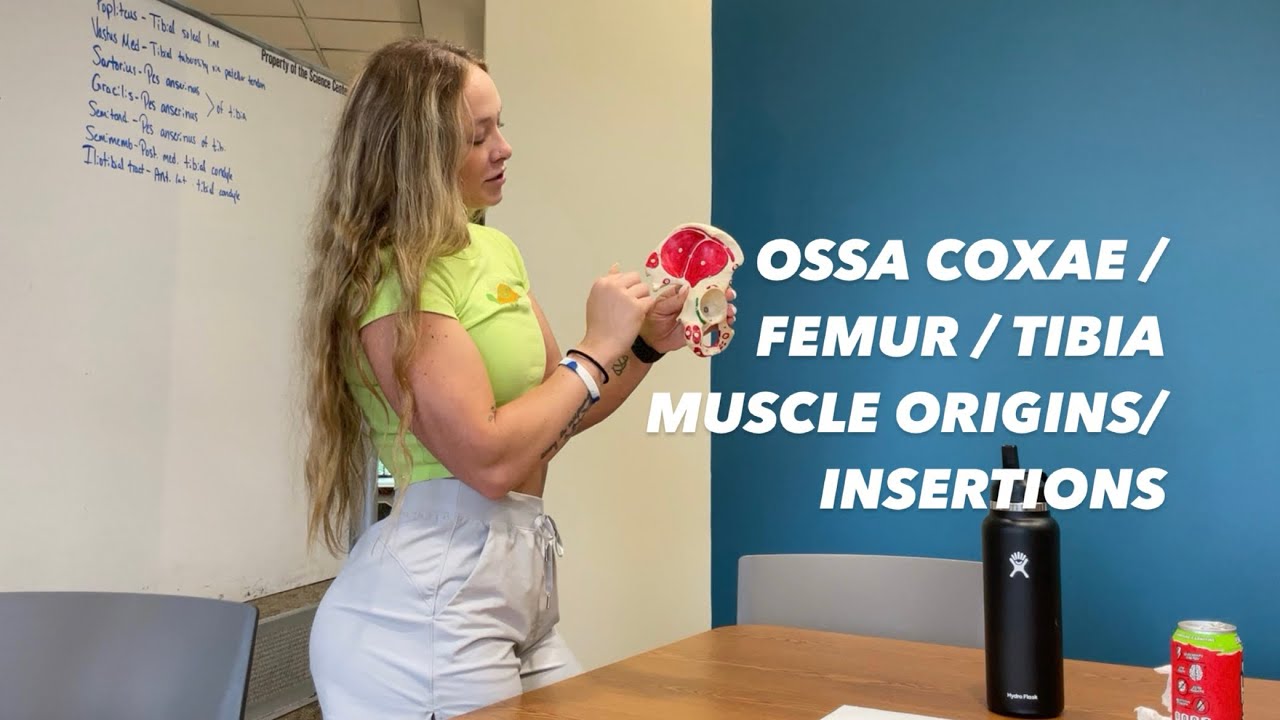 Lower Extremity Muscle Origin/Insertions - Anatomy - YouTube