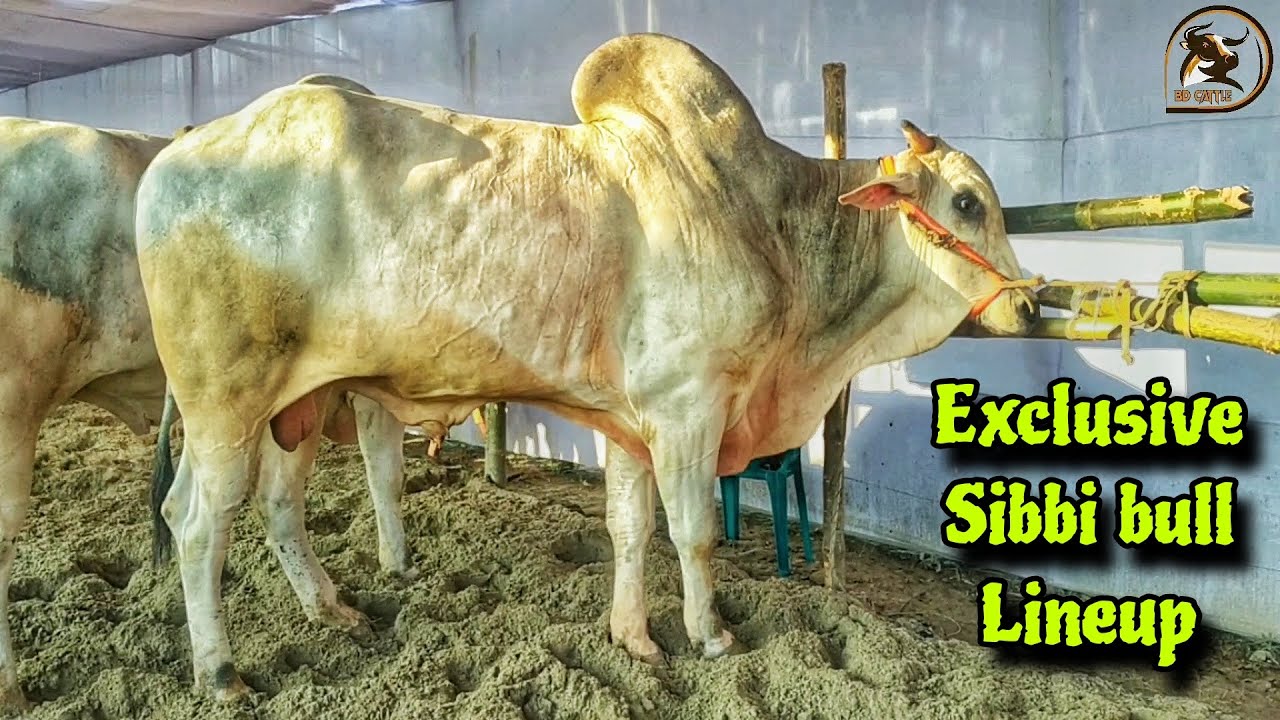 Exclusive Sibbi Bull's Lineup || বড় বড় সিব্বি গরুর এক সারিতে ...