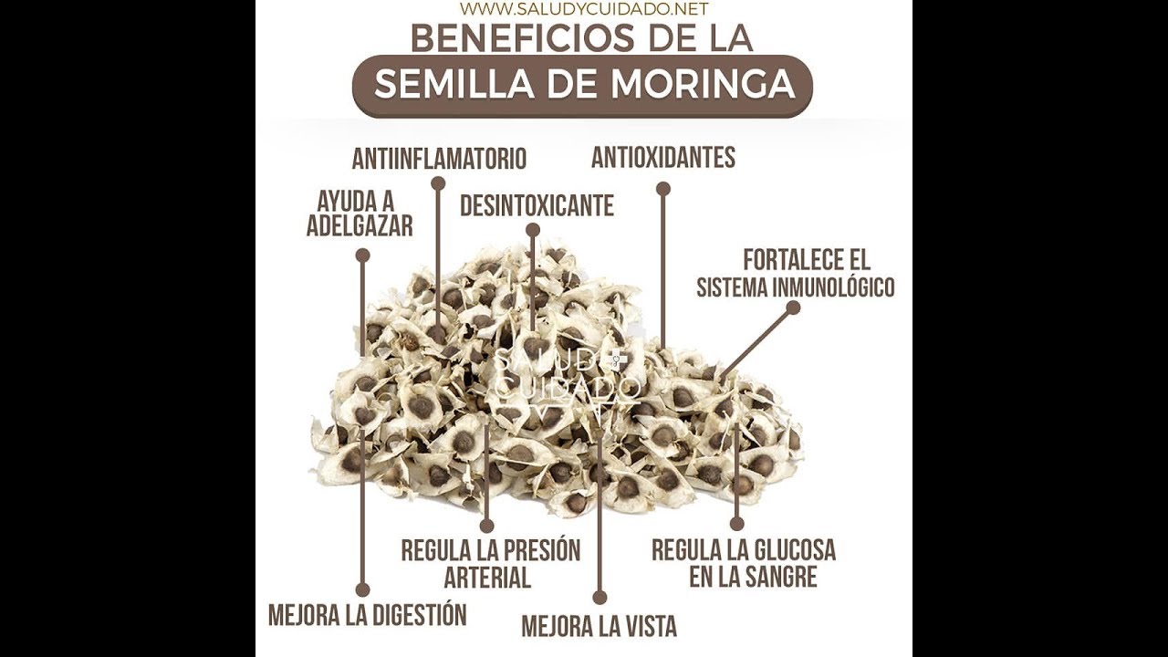 beneficios de la semilla de moringa oleifera, para que sirve? planta ...