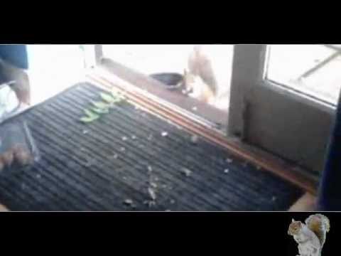 THE SQUIRRELS TAKE OVER  HO MAN