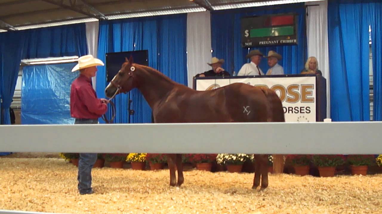 CD Lights at Carol Rose sale - YouTube