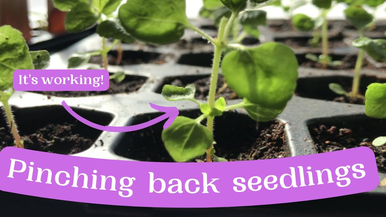 It's finally March! ~ Moving and pinching back seedlings ~ - YouTube