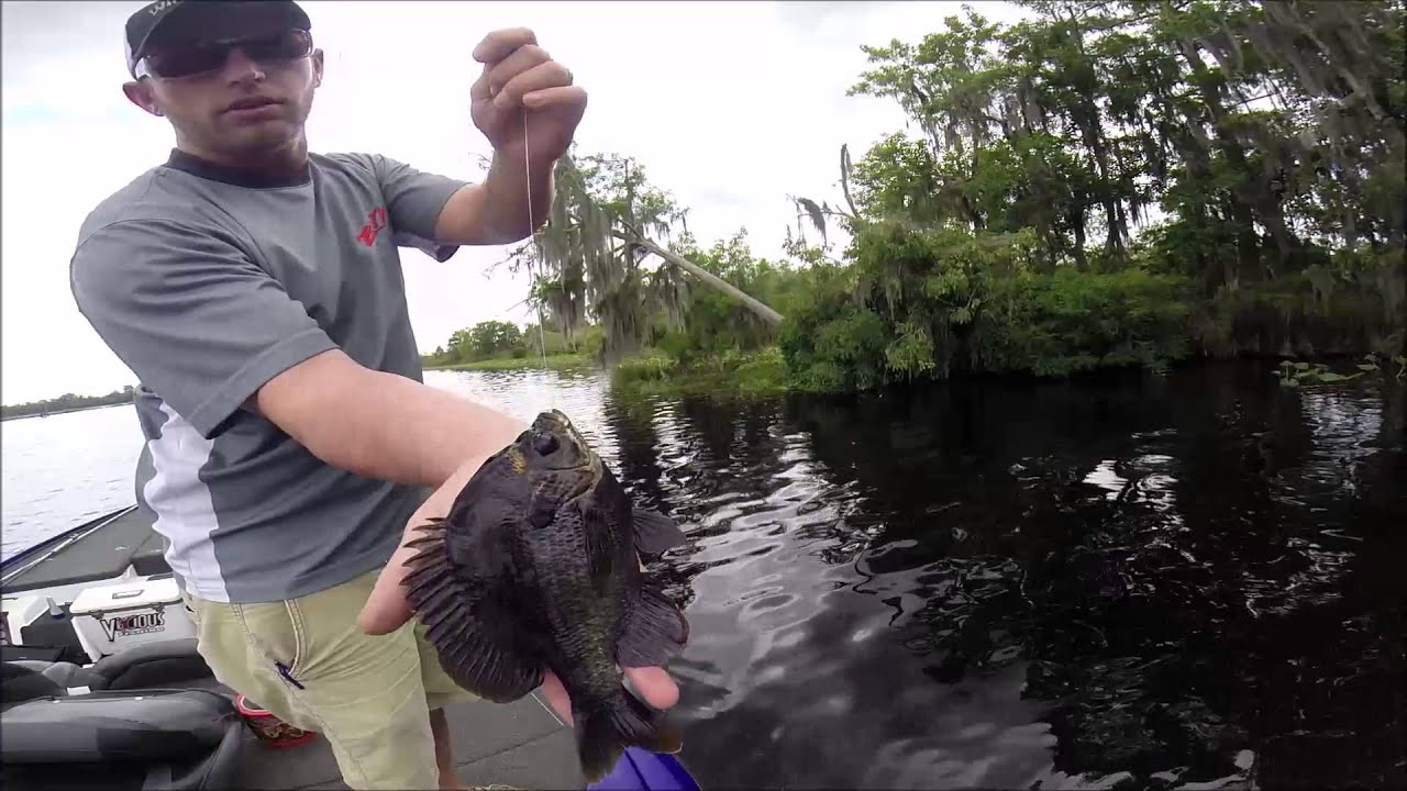 Bluegill fishing the St. John's River, FL with Matthew Outlaw - YouTube