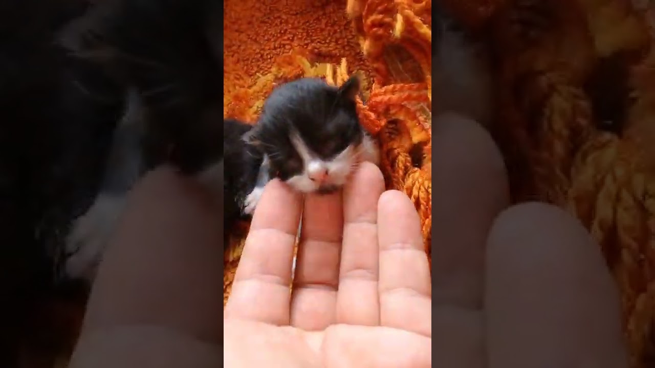 Gatitos Bebes Tiernos Hermosos - YouTube